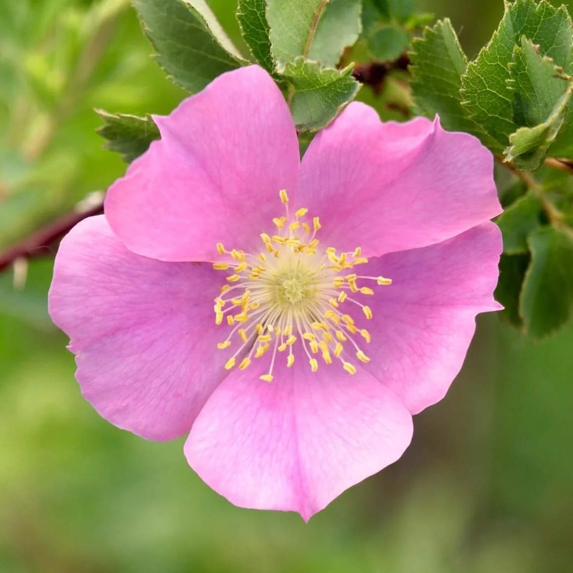 Indigenous Plant Guide hən̓q̓əmin̓əm̓ — MOV | Museum of Vancouver — MOV ...