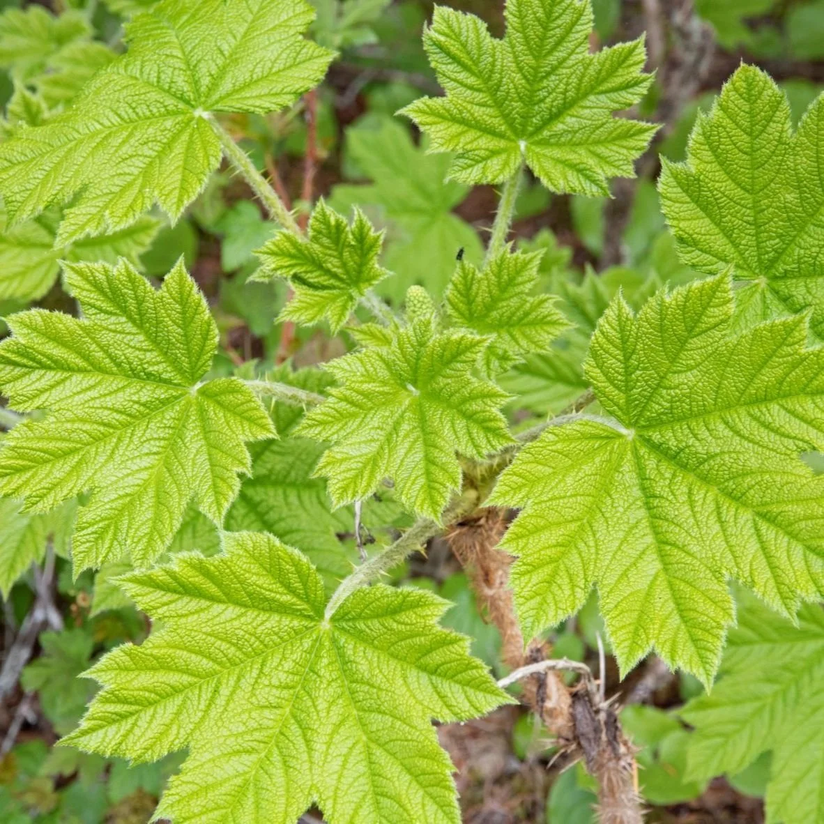 Indigenous Plant Guide hən̓q̓əmin̓əm̓ — MOV | Museum of Vancouver — MOV ...