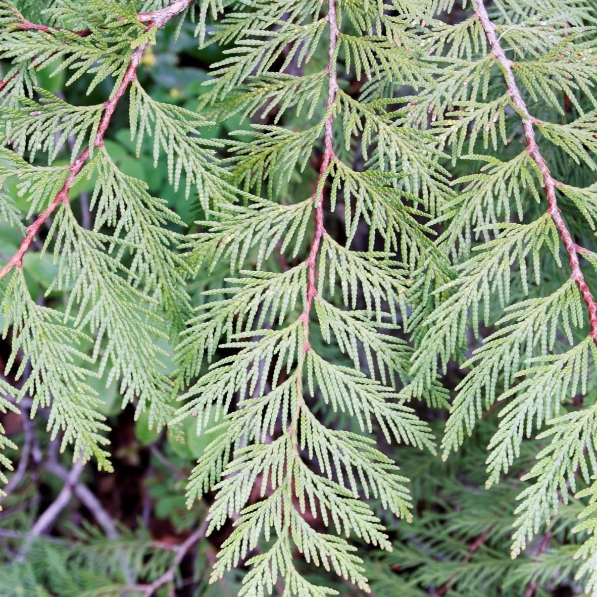 Indigenous Plant Guide hən̓q̓əmin̓əm̓ — MOV | Museum of Vancouver — MOV ...