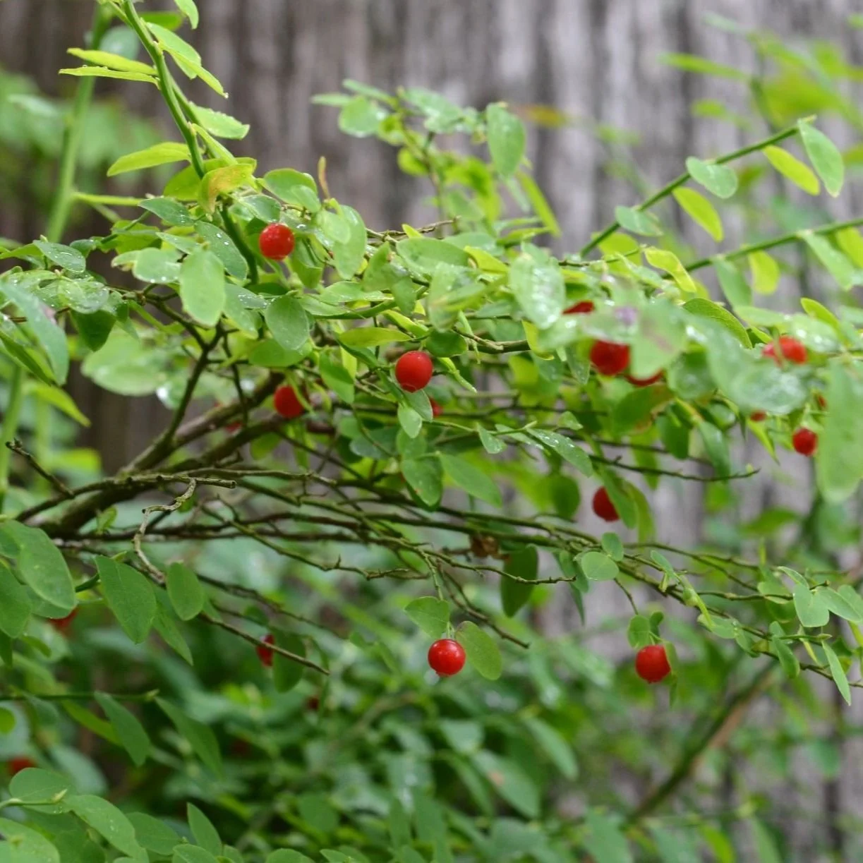 Indigenous plant guide in Sḵwx̱ wú7mesh sníchim — MOV | Museum of Vancouver