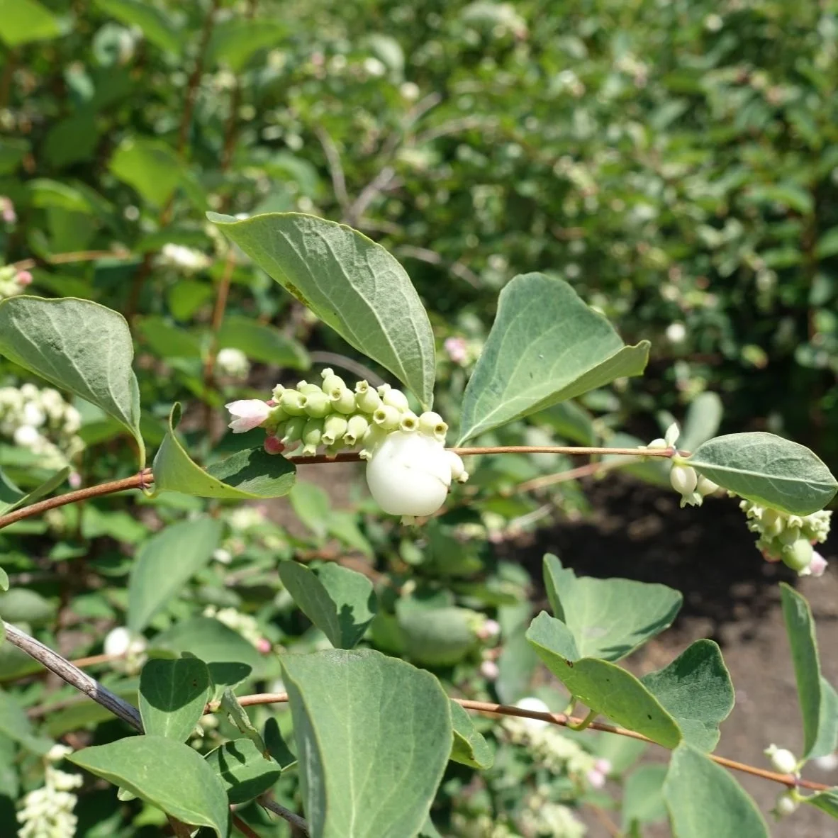 Indigenous Plant Guide hən̓q̓əmin̓əm̓ — MOV | Museum of Vancouver — MOV ...