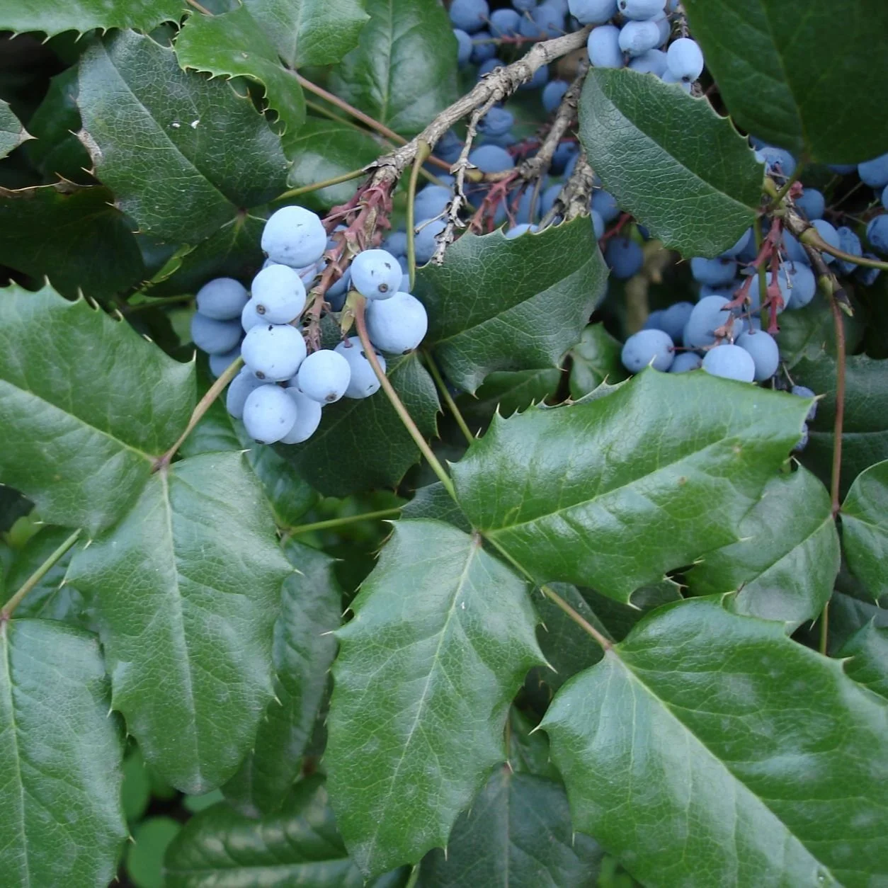 Indigenous Plant Guide hən̓q̓əmin̓əm̓ — MOV | Museum of Vancouver — MOV ...