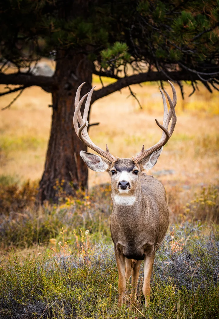 Colorado — Josh Merrill Photography