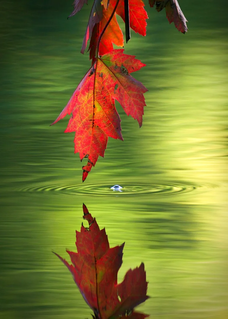 Illinois Parks — Josh Merrill Photography