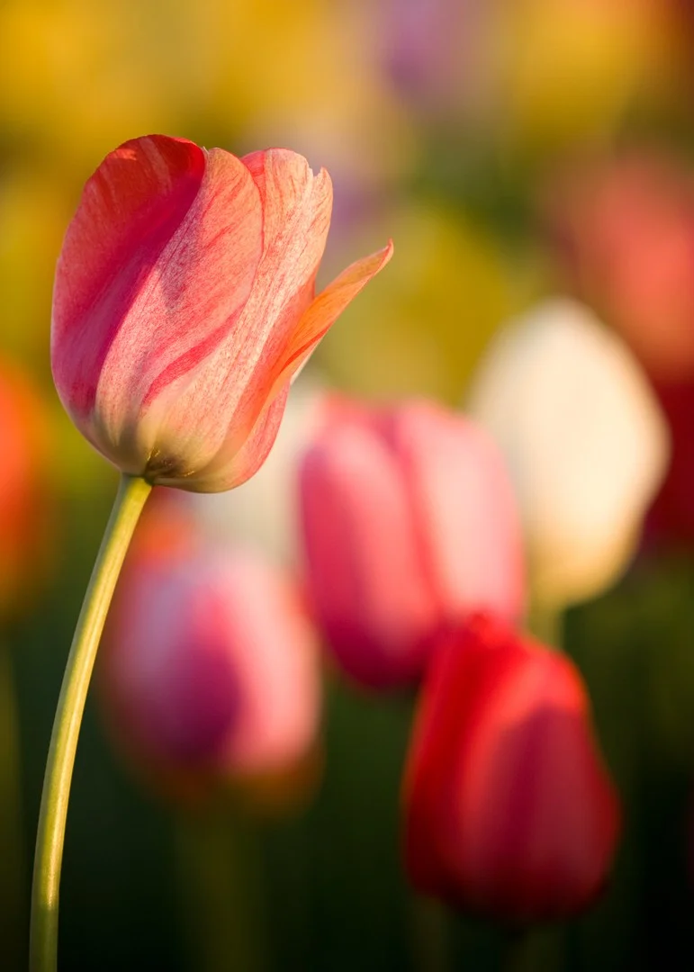 Illinois Parks — Josh Merrill Photography