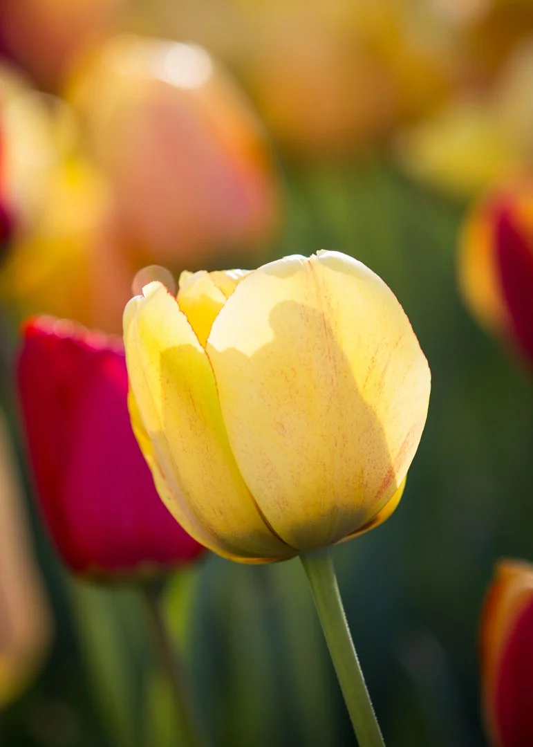 Illinois Parks — Josh Merrill Photography