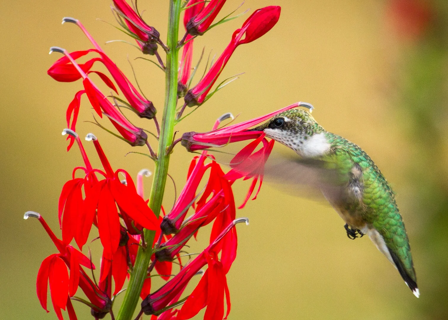 Wildlife — Josh Merrill Photography
