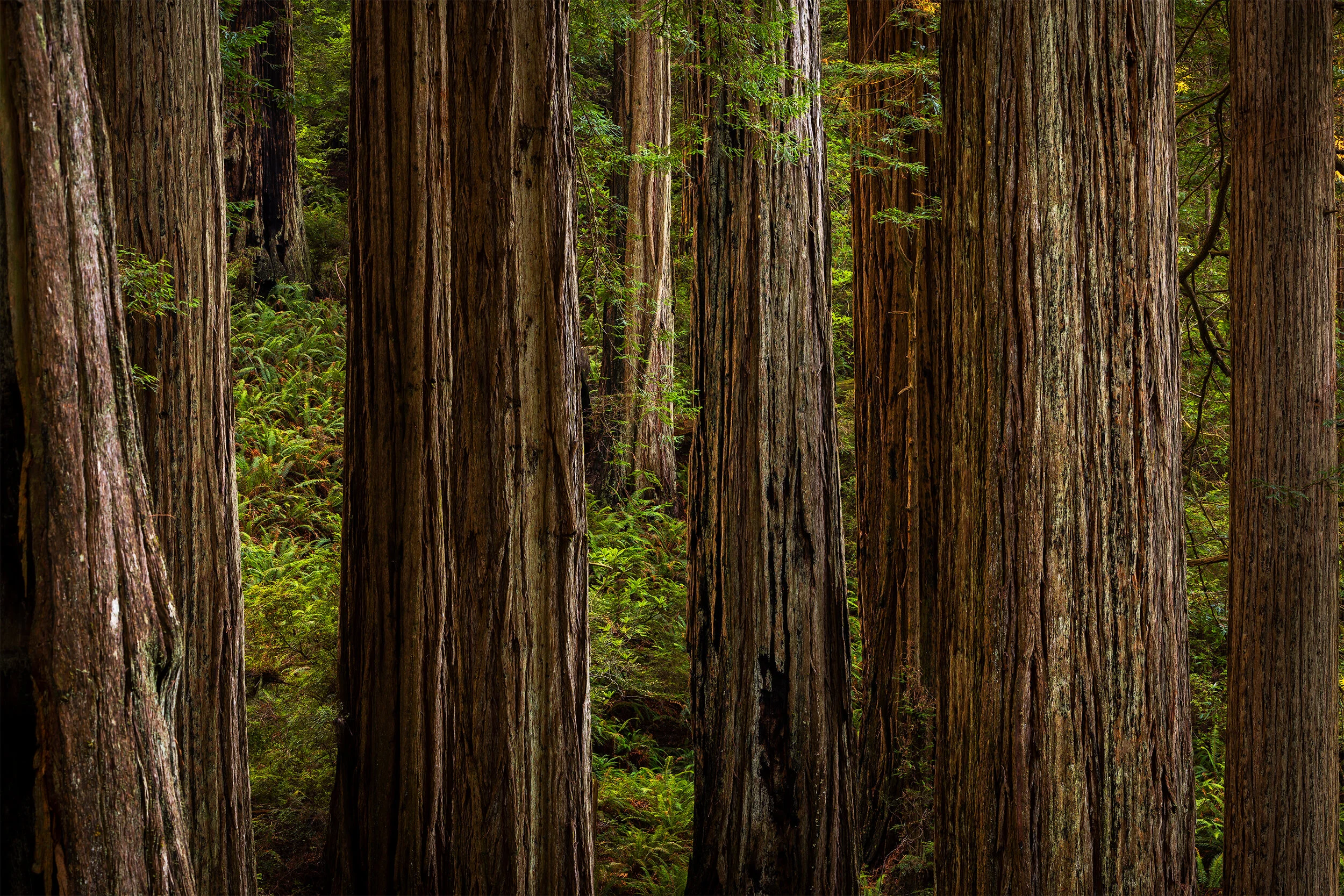 Redwoods and Rugged Coast: Oregon and California Photo Adventure — Josh ...