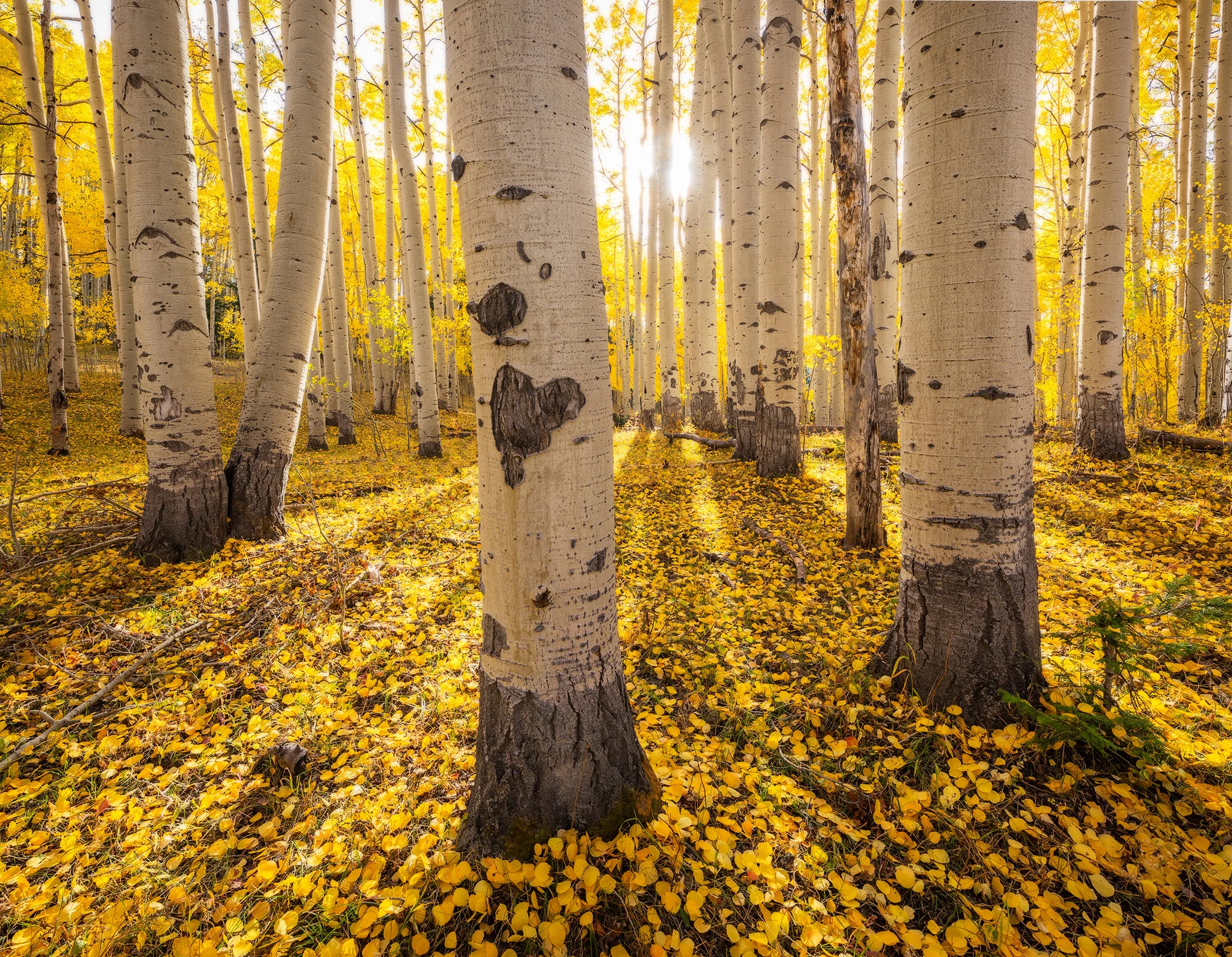 Colorado — Josh Merrill Photography