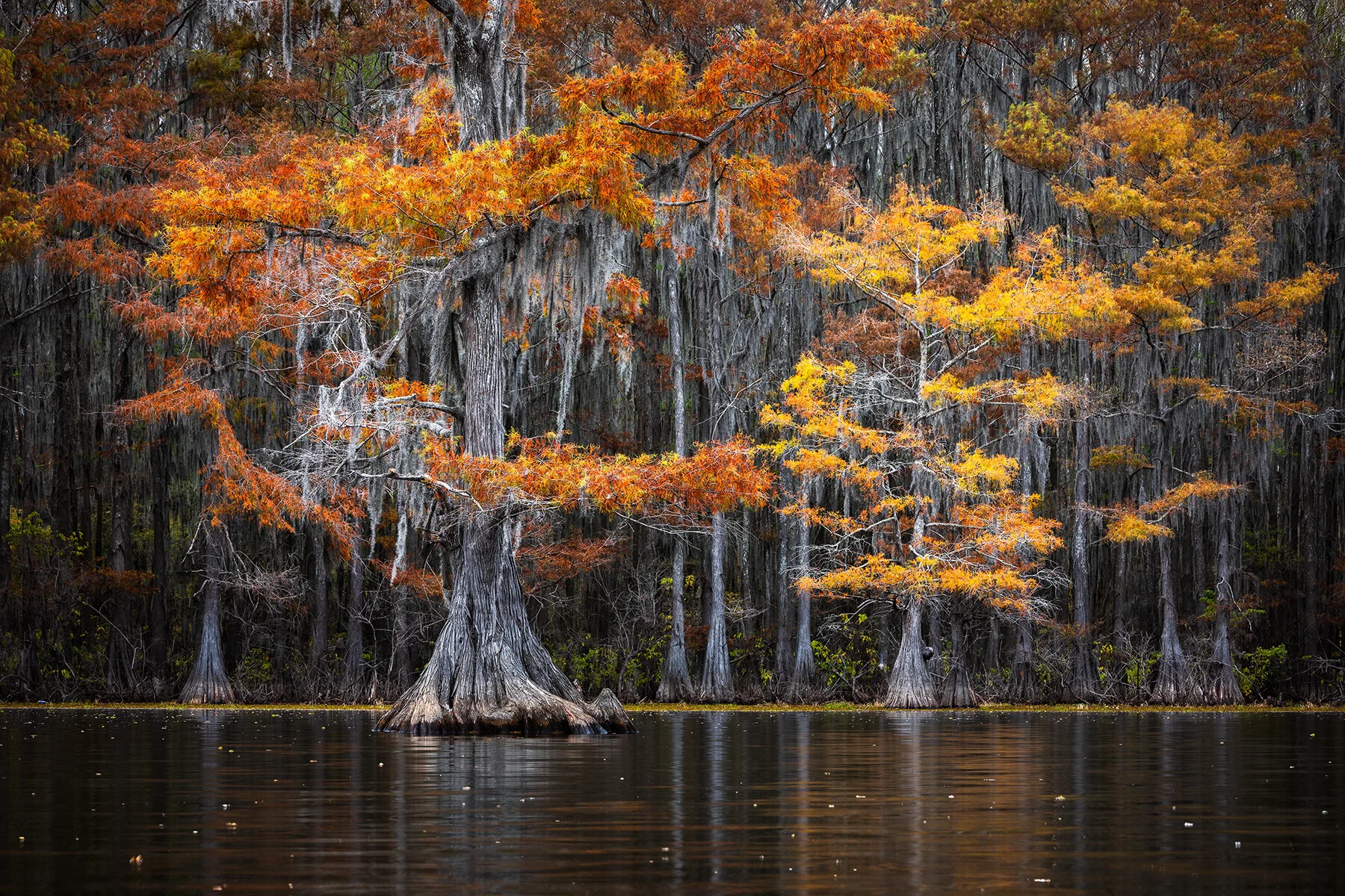 Swamps and Bayous - The American South — Josh Merrill Photography