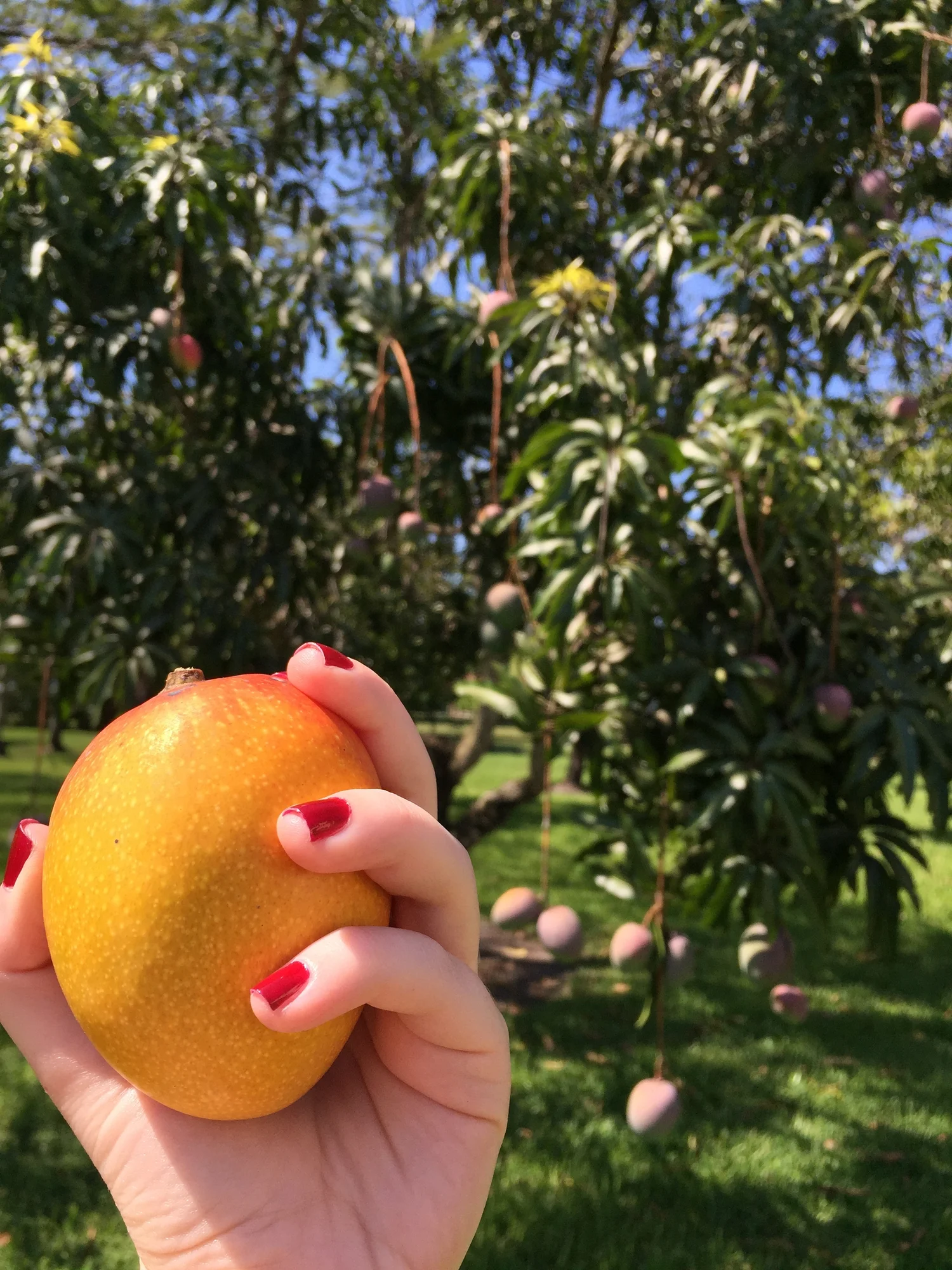 About — Alegría Mango Farm