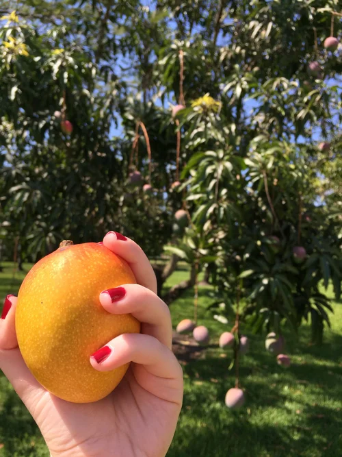 About — Alegría Mango Farm