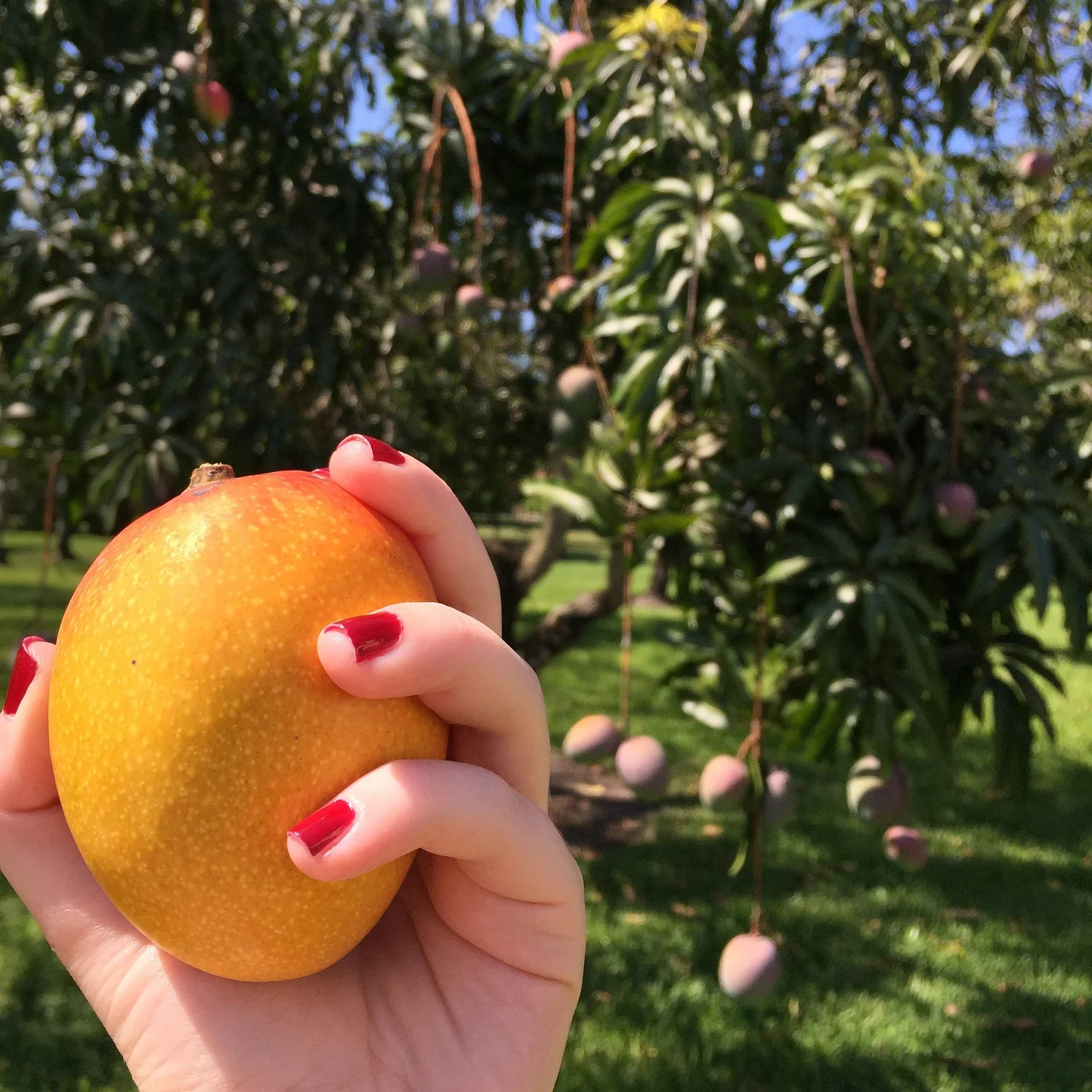 Alegría Mango Farm