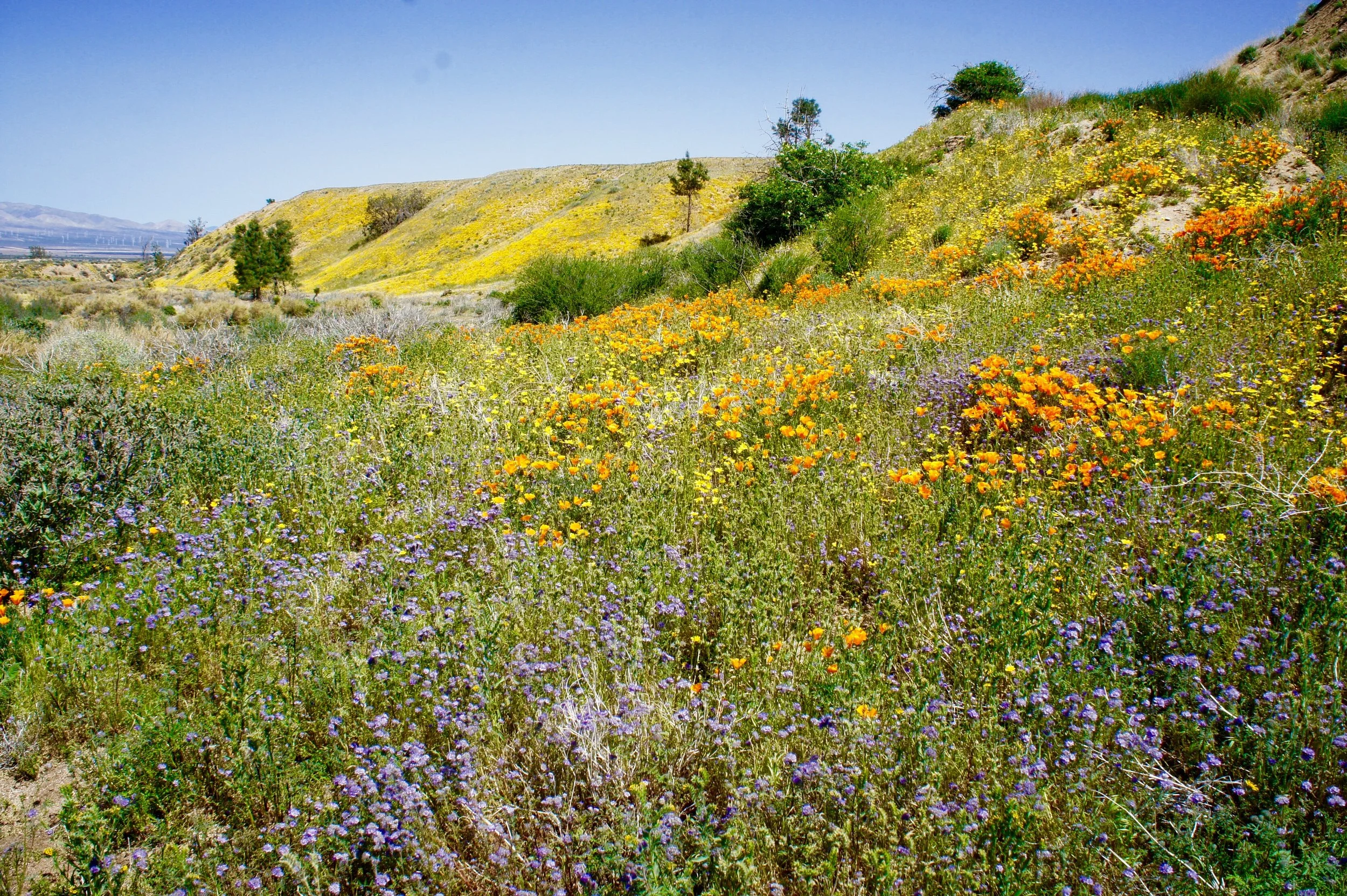 Transition Habitat Conservancy - Transition Habitat Conservancy Homepage