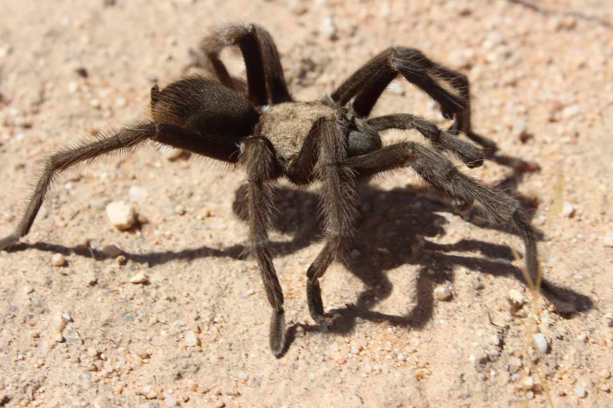 WEST MOJAVE WILDLIFE MANAGEMENT AREAS — Transition Habitat Conservancy