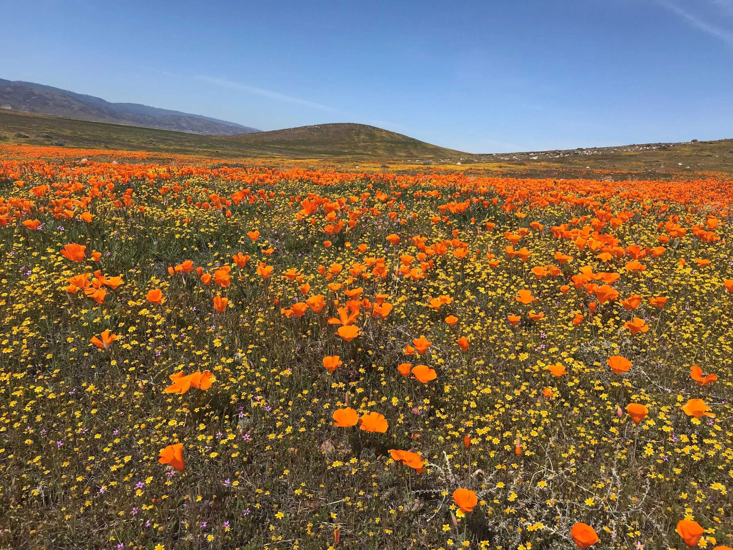 Transition Habitat Conservancy - Transition Habitat Conservancy Homepage