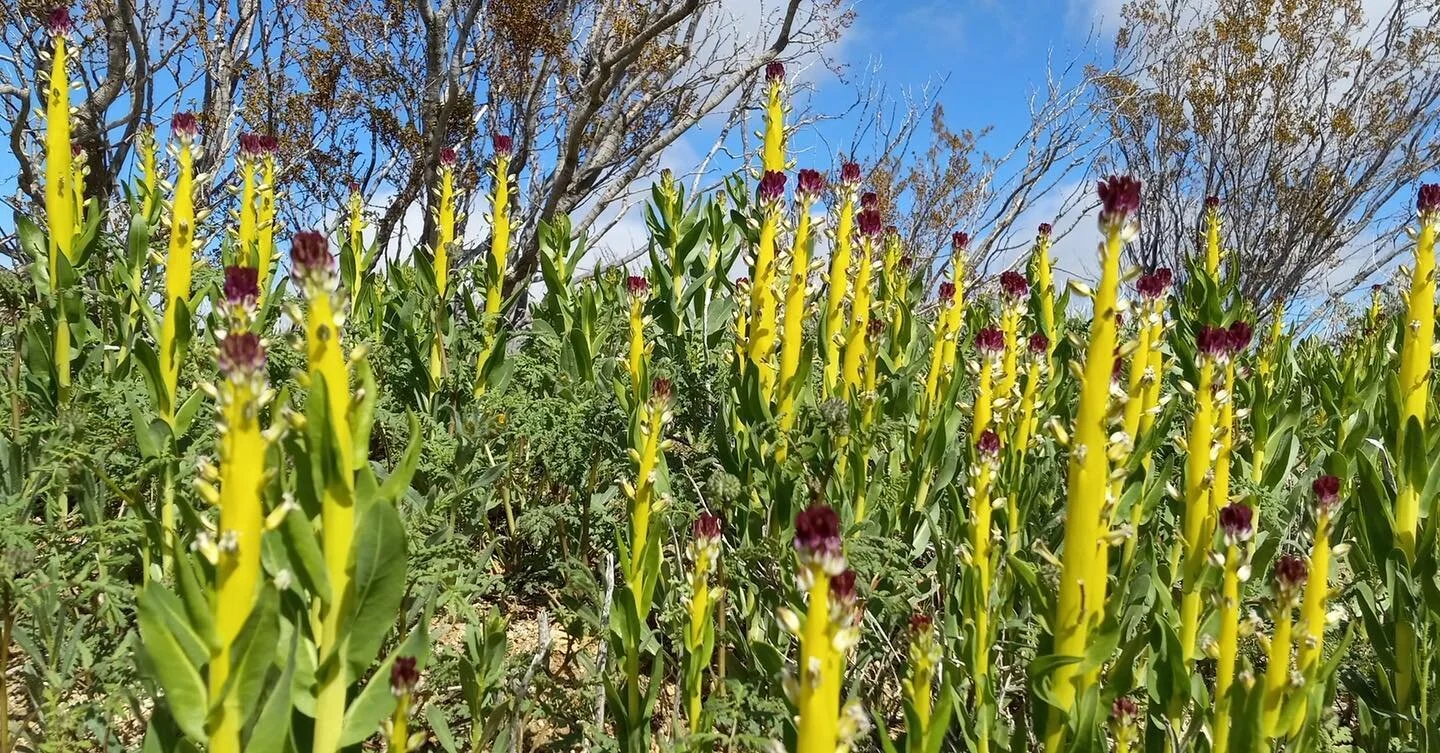 Transition Habitat Conservancy - Transition Habitat Conservancy Homepage