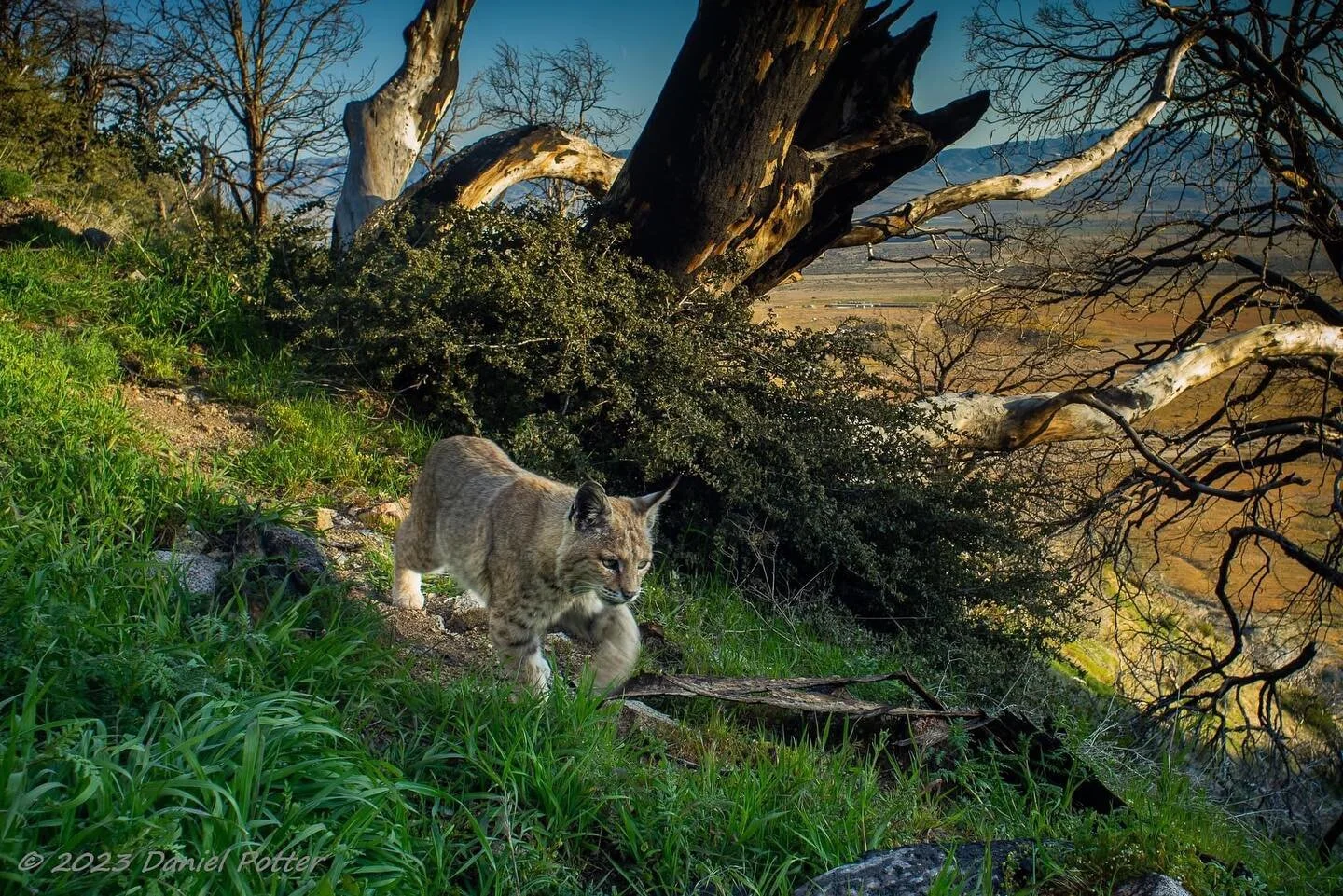 Transition Habitat Conservancy - Transition Habitat Conservancy Homepage