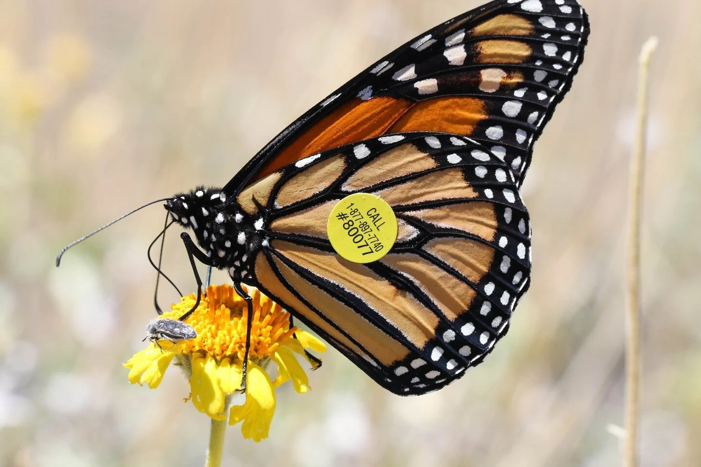 Transition Habitat Conservancy - Transition Habitat Conservancy Homepage