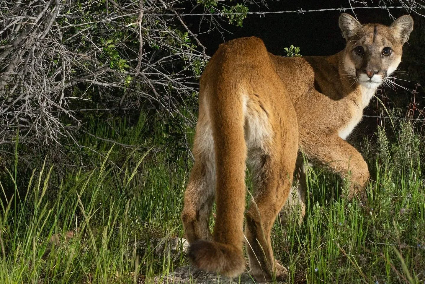 Transition Habitat Conservancy - Transition Habitat Conservancy Homepage