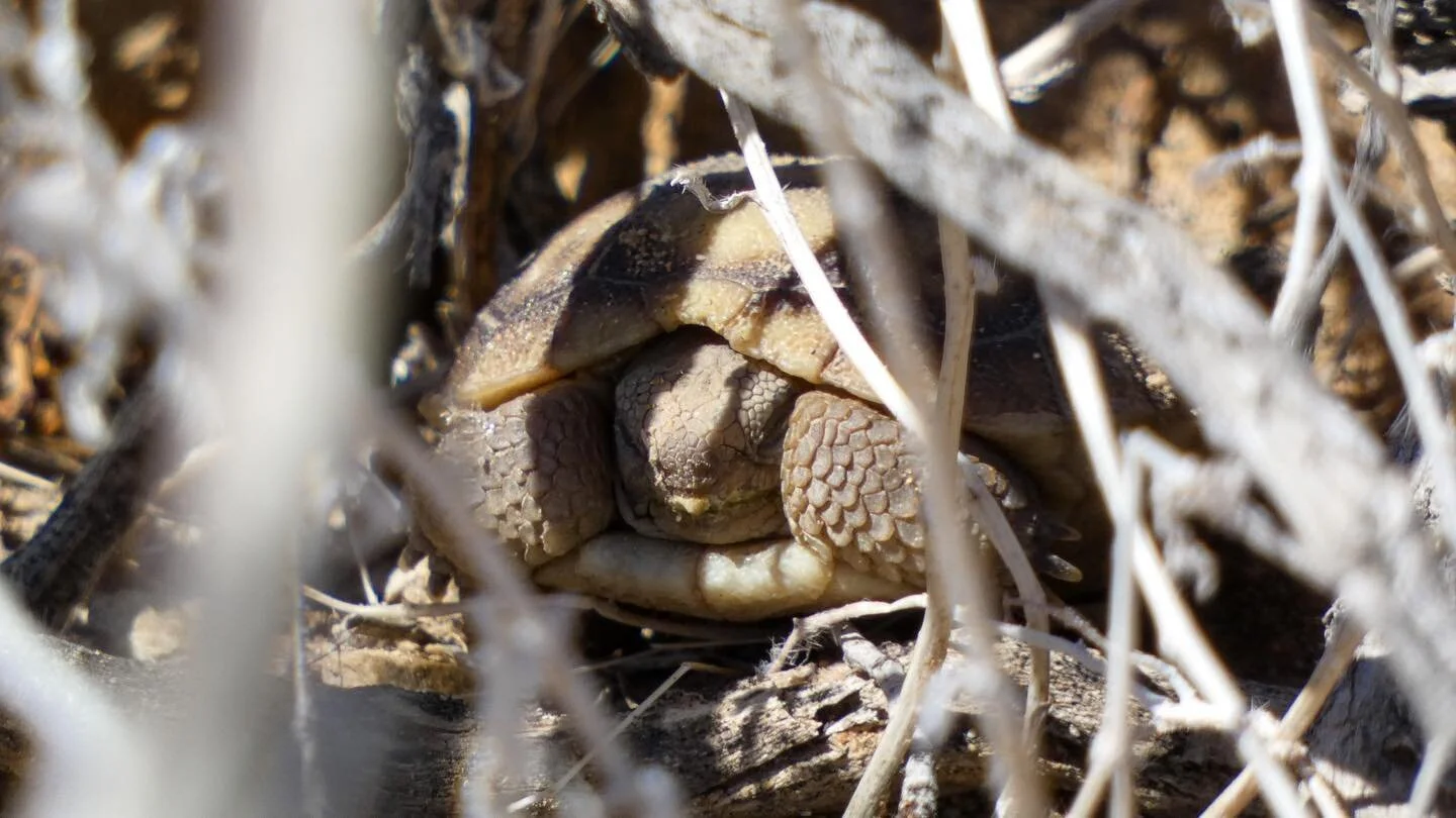 Transition Habitat Conservancy - Transition Habitat Conservancy Homepage