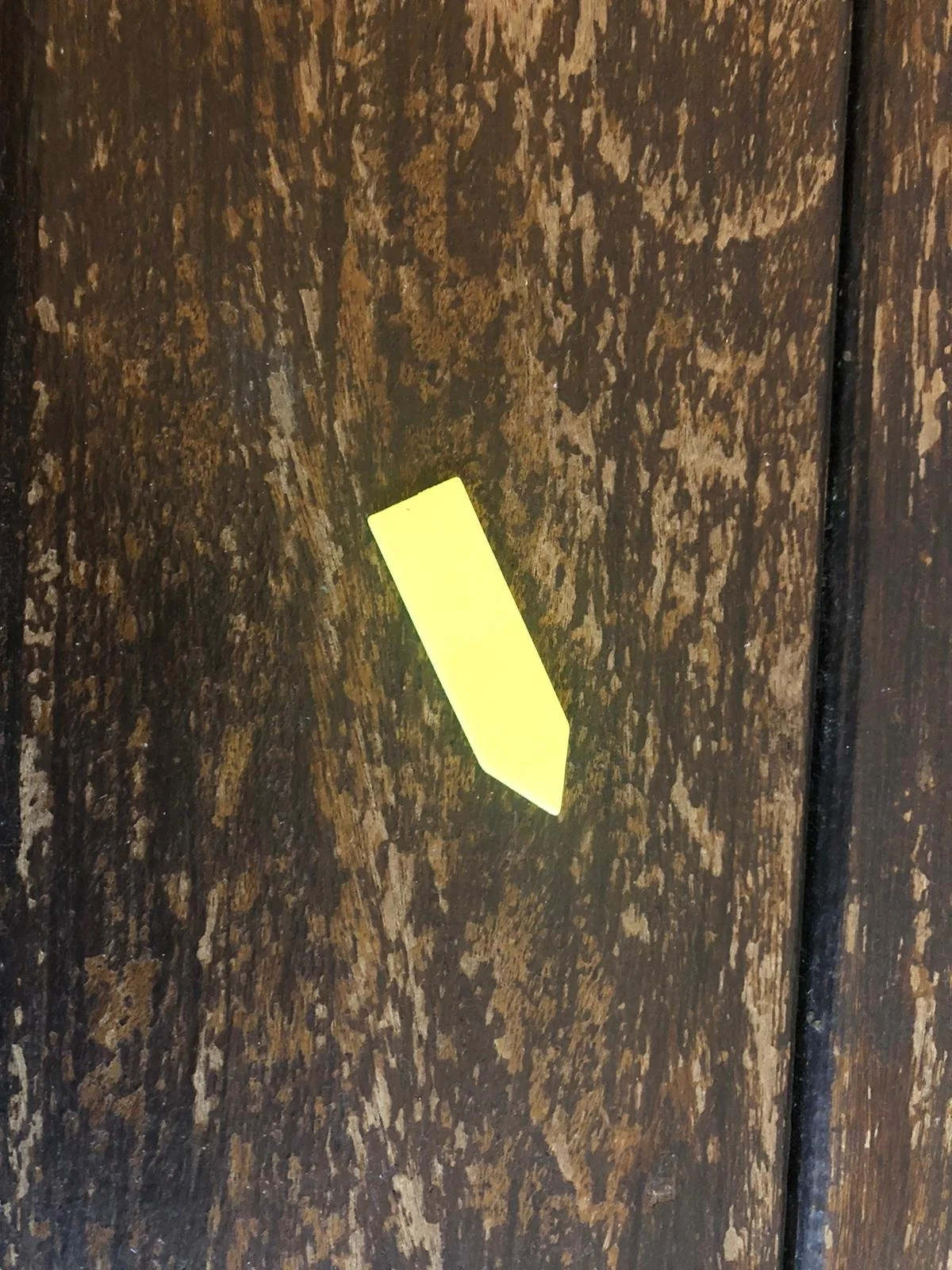 Exam giveaway — Festive