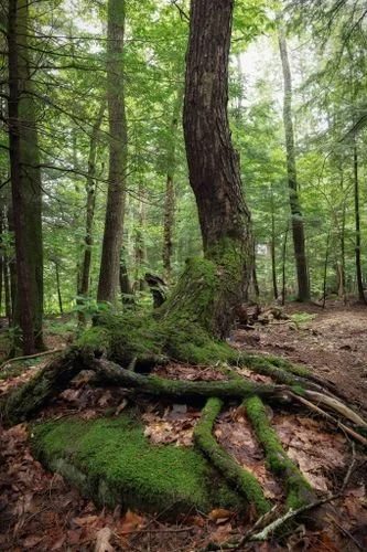 Hardy Road Conservation Area — Falmouth Land Trust