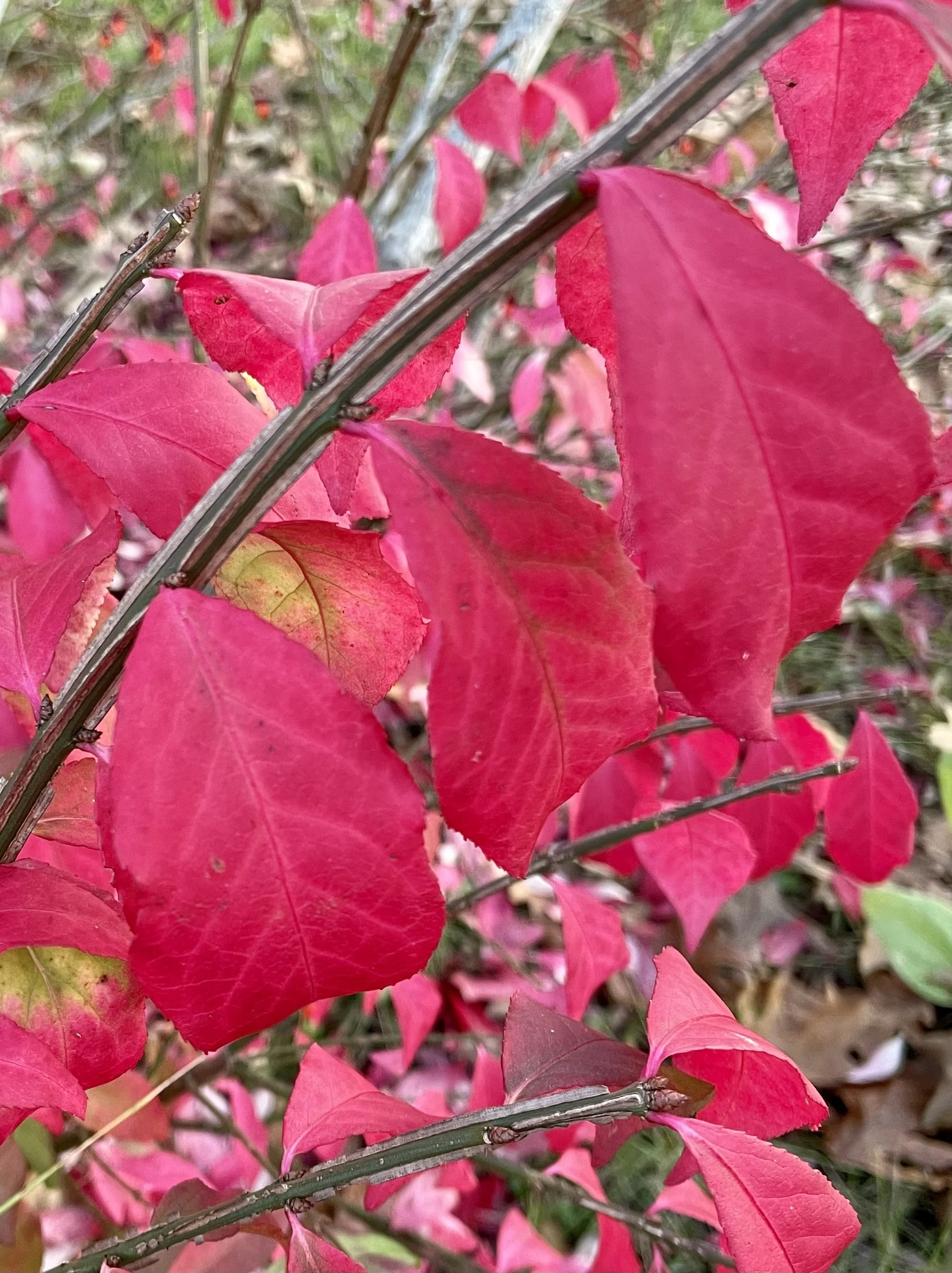 Burning Bush — Falmouth Land Trust