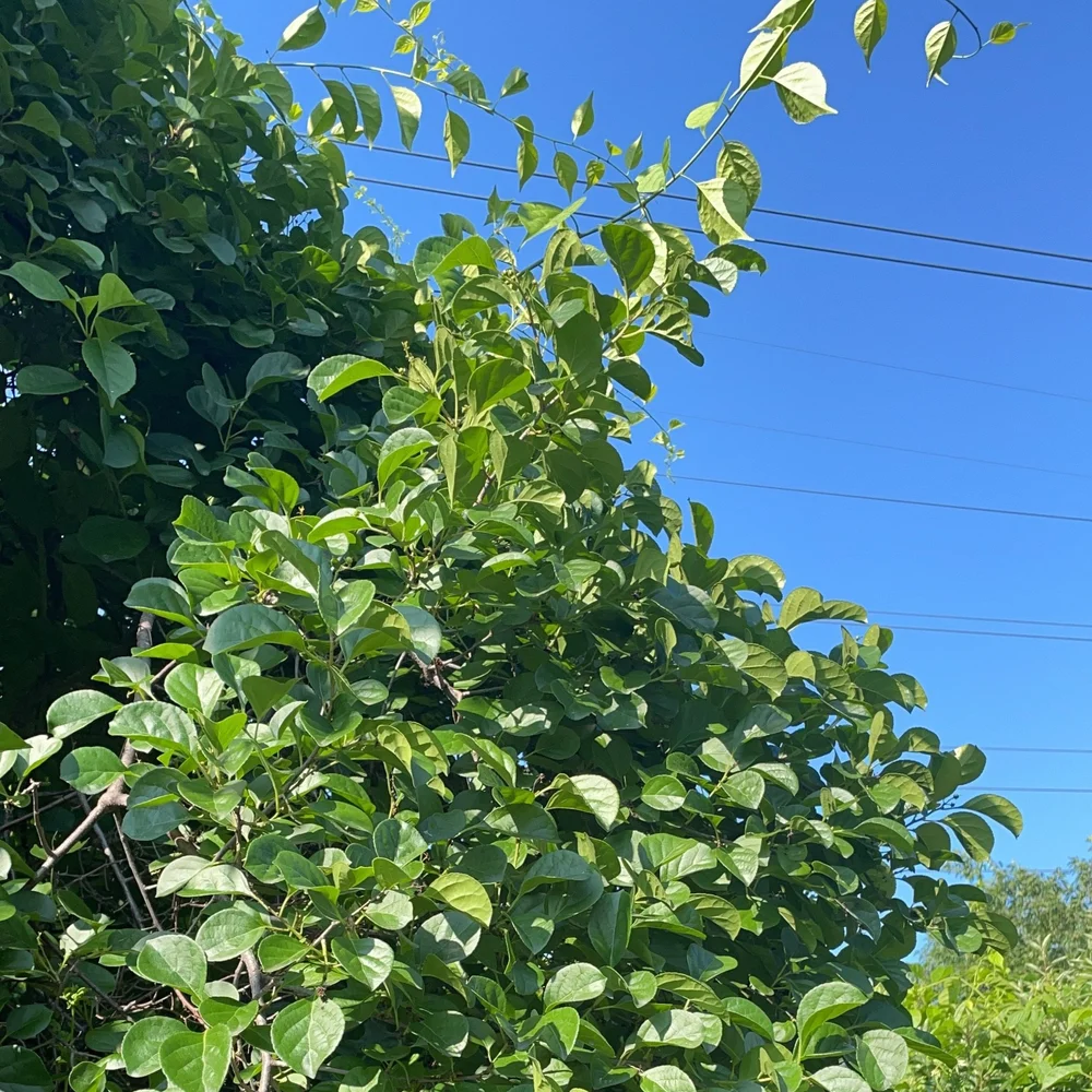 Asiatic Bittersweet — Falmouth Land Trust