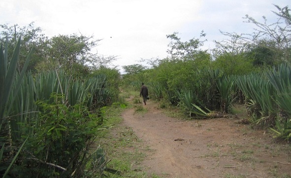 The tribulations of Mogotio sisal plantation squatters — Muungano wa ...