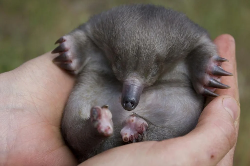 Cute Echidna Puggle