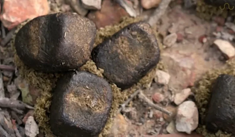 Australian Wombat Poop