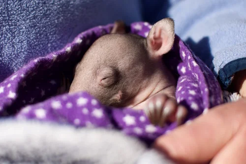 Wombat Baby In Pouch