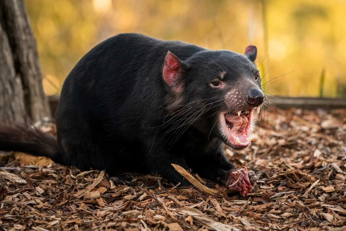 Tasmanian Devil Fighting