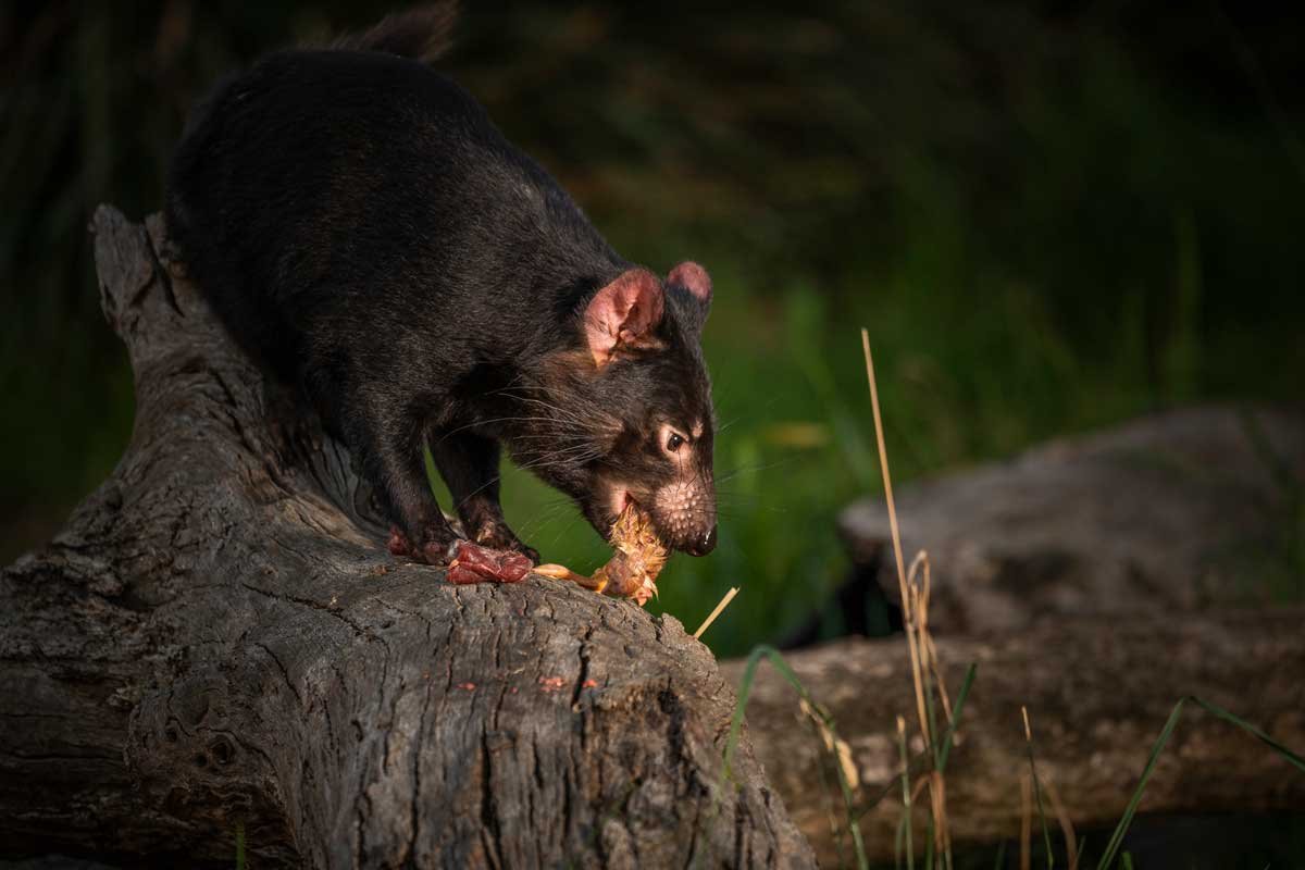 Tasmanian Devil Eating Snake