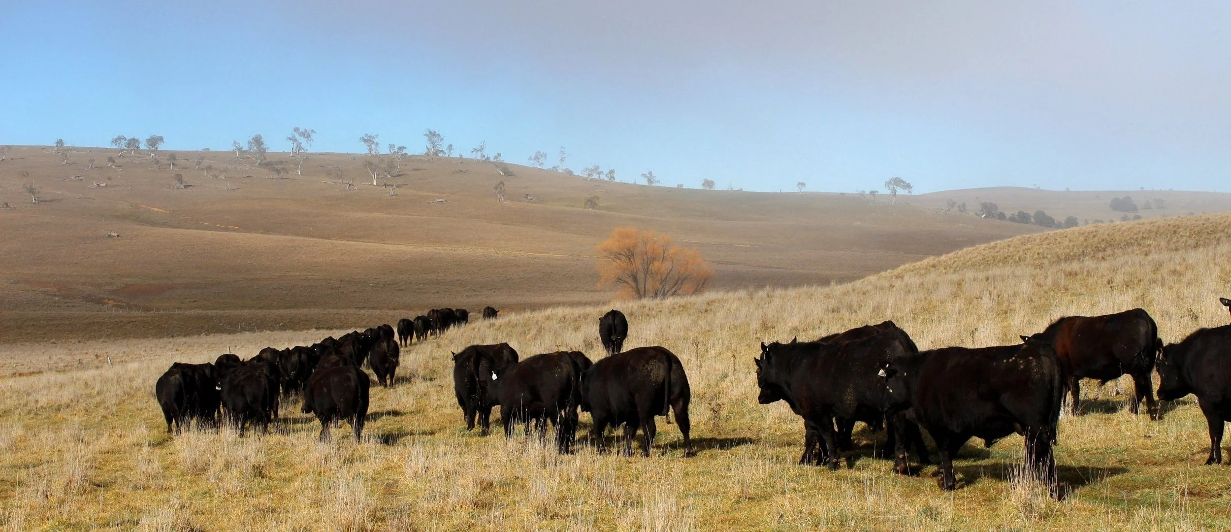 Breeding Programme — Hazeldean