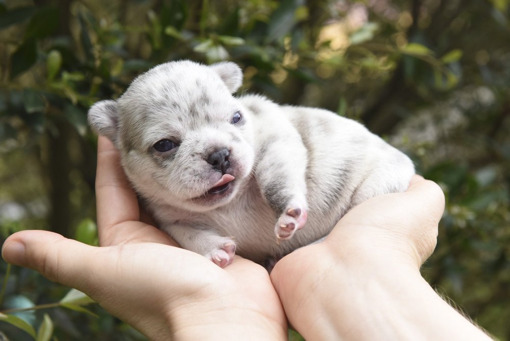 AVAILABLE — Famous Frenchies Australia