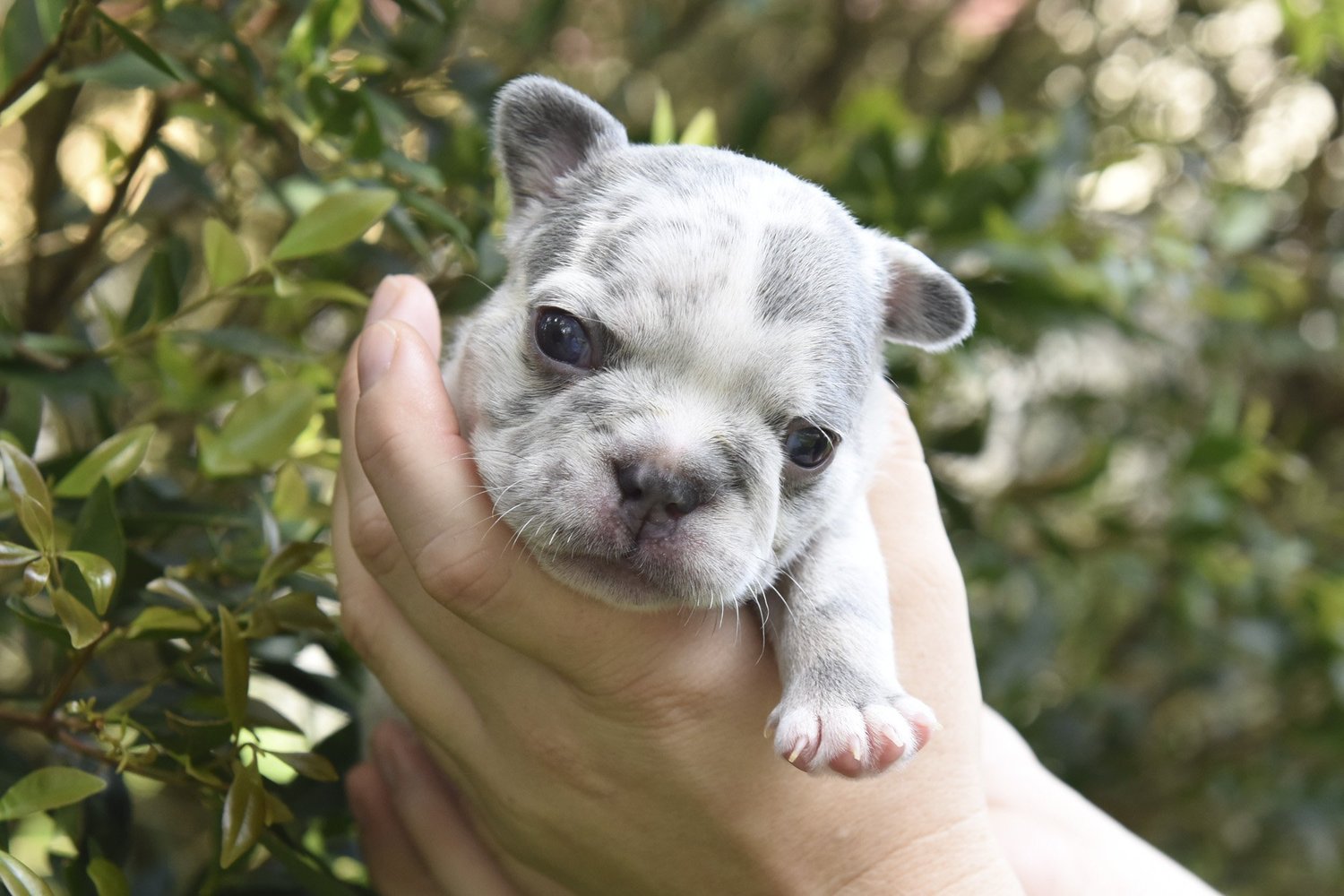 AVAILABLE — Famous Frenchies Australia