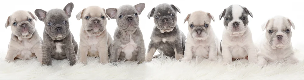 Famous Frenchies Australia