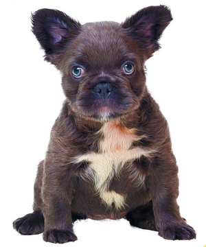 Fluffy frenchie facts — Famous Frenchies Australia