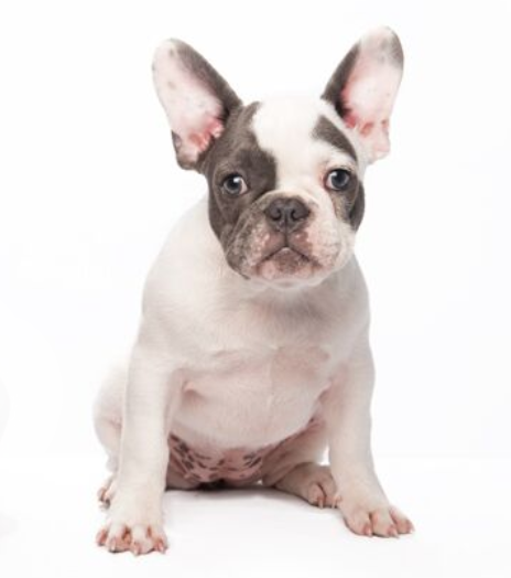 Fluffy frenchie facts — Famous Frenchies Australia