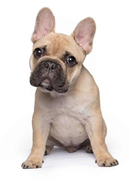 Fluffy frenchie facts — Famous Frenchies Australia