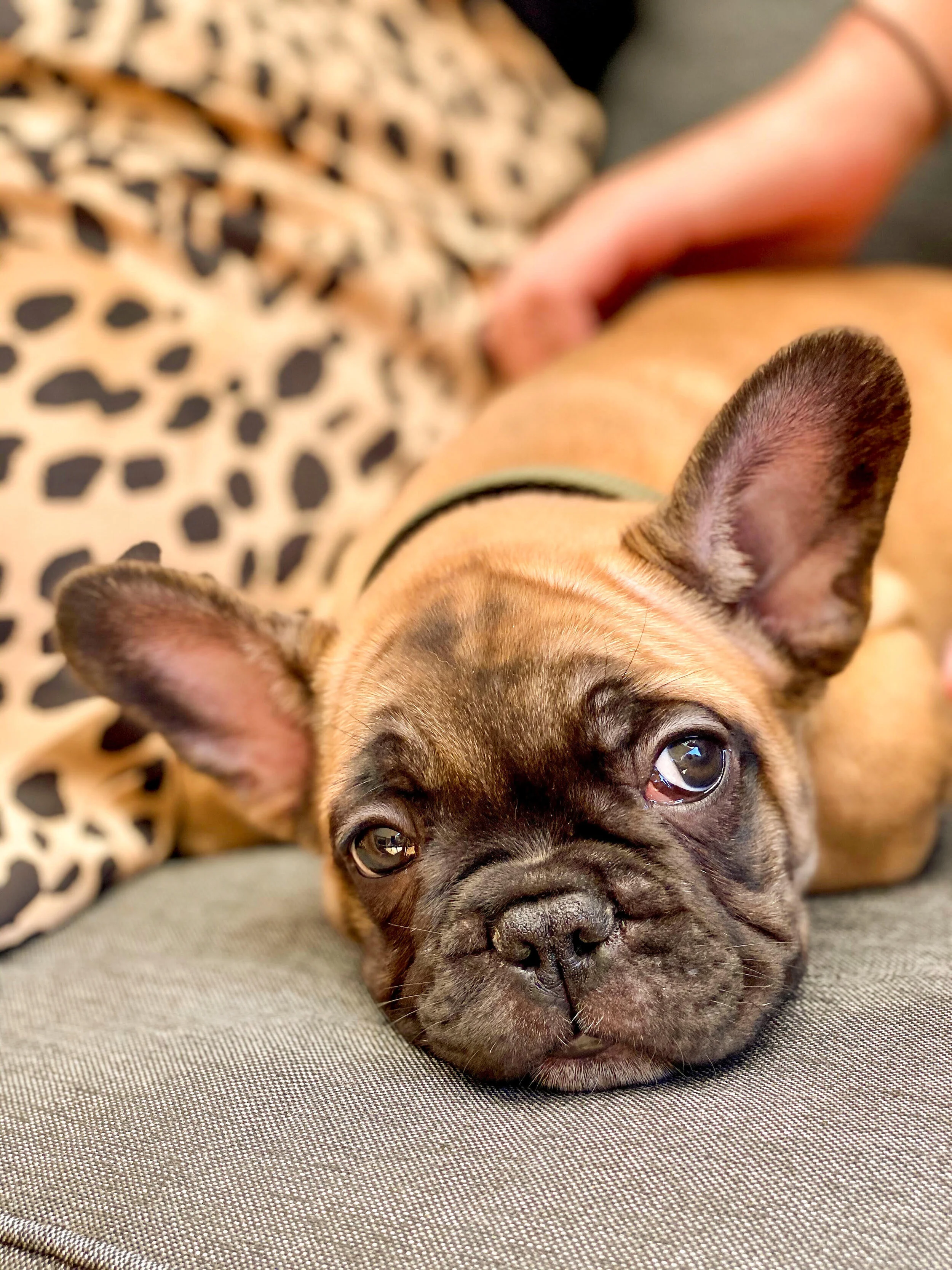 Testimonials — Famous Frenchies Australia