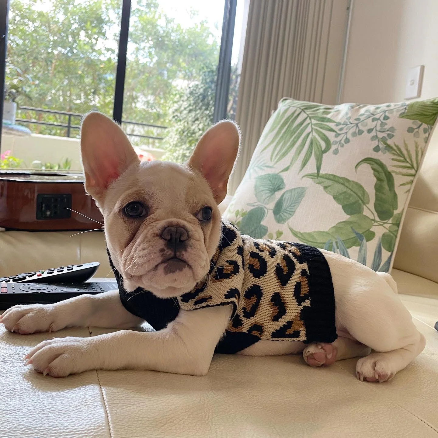 Testimonials — Famous Frenchies Australia