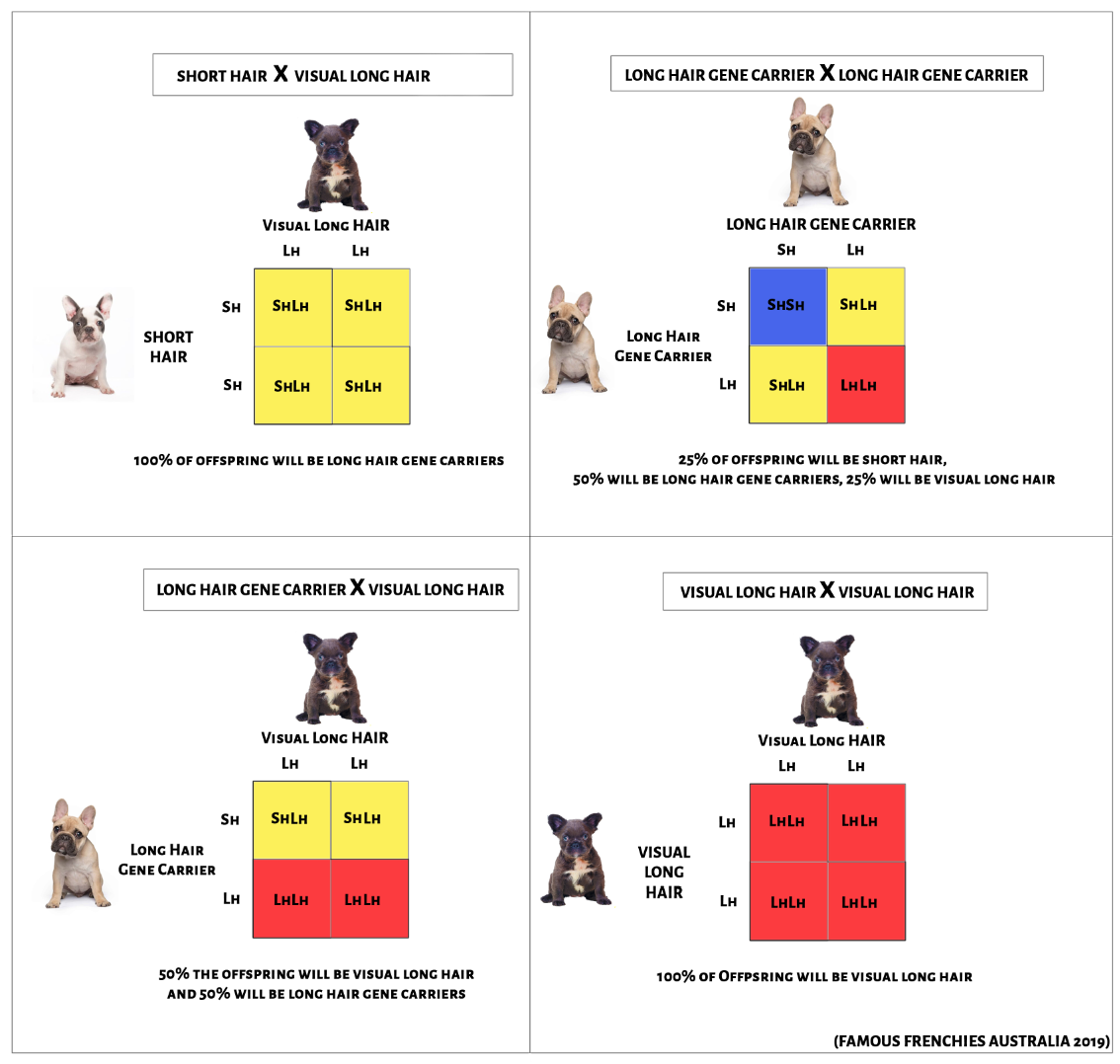 Fluffy frenchie facts — Famous Frenchies Australia