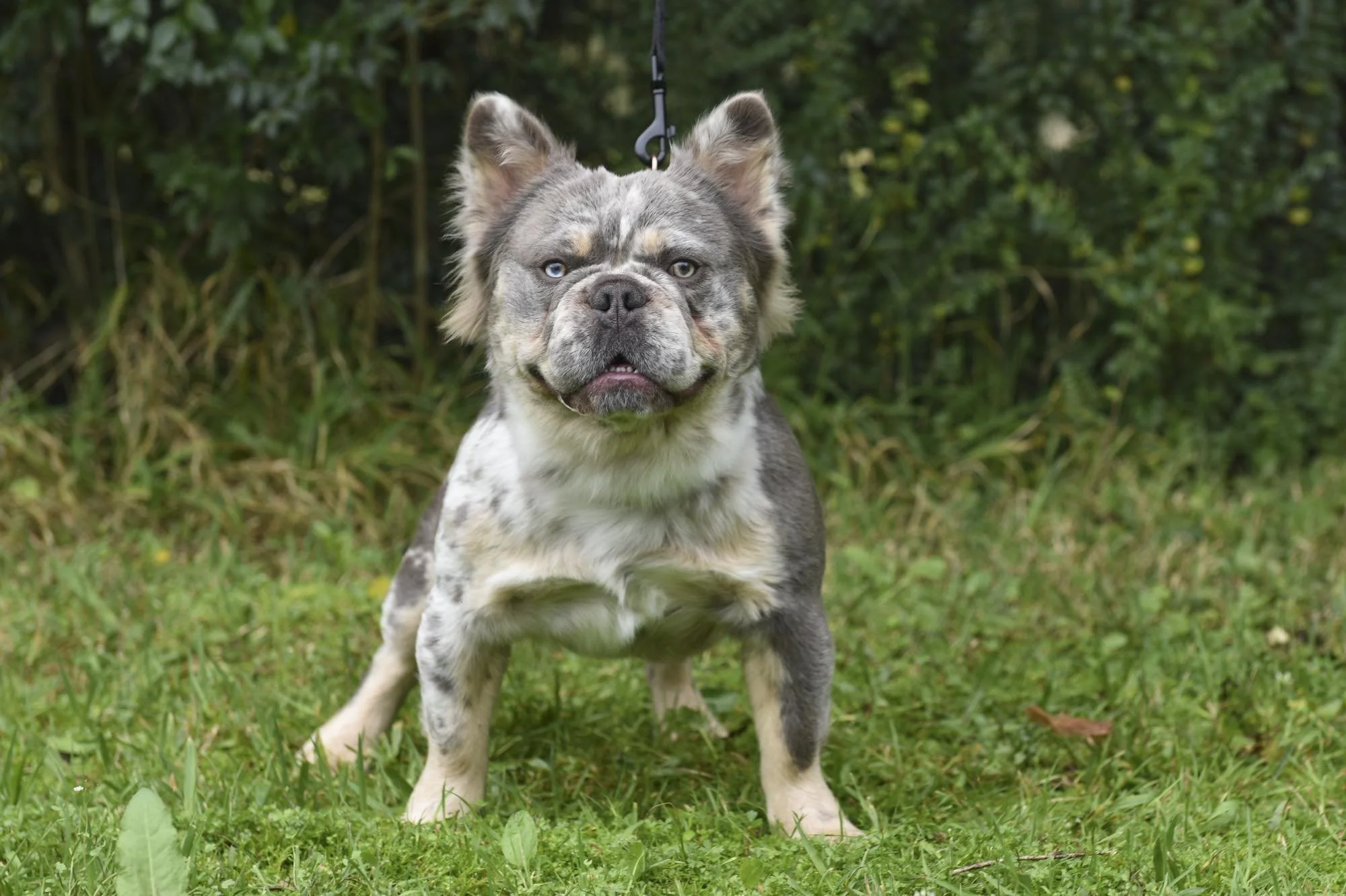 STUDS — Famous Frenchies Australia