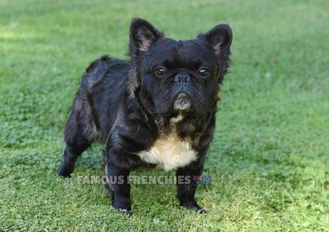 STUDS — Famous Frenchies Australia