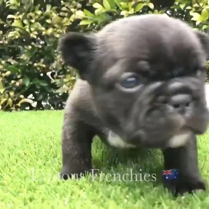 Fluffy frenchie facts — Famous Frenchies Australia