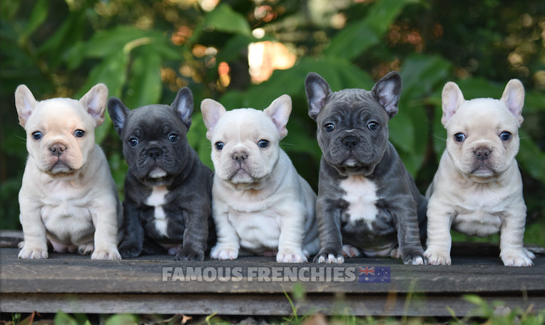 Past Litters — Famous Frenchies Australia