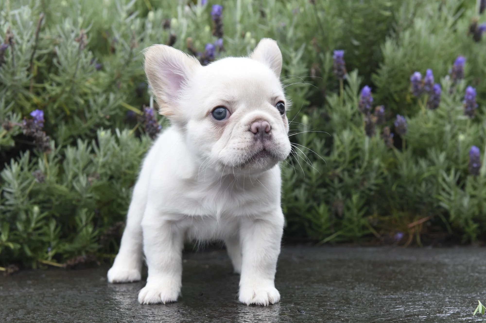 AVAILABLE — Famous Frenchies Australia